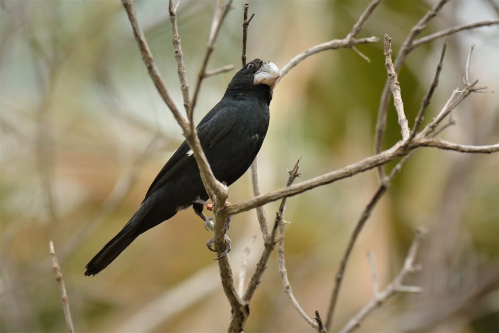 O voo livre do bicudo em Minas Gerais - Projeto Preserva | meio ...