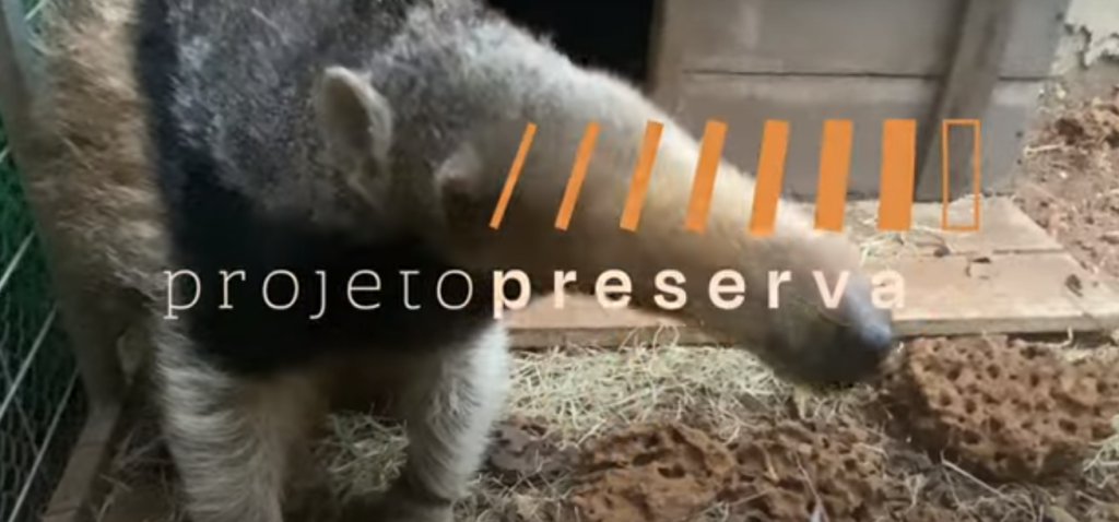 Uma segunda chance para os animais silvestres - Projeto Preserva | meio ambiente e cultura